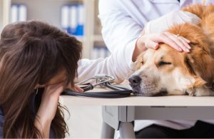 Dog Euthanasia: End of Life Preparation Guide - Pet Memorial Australia