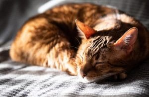 40 Loss of Cat Quotes to Remember Your Companions - Pet Memorial Australia