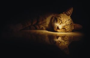 21 Comforting Loss of Cat Poems